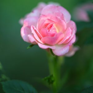 HOVORY ZE ZEMĚ – Proč nám lžou a jak jsem si na to přišel (1. část ...