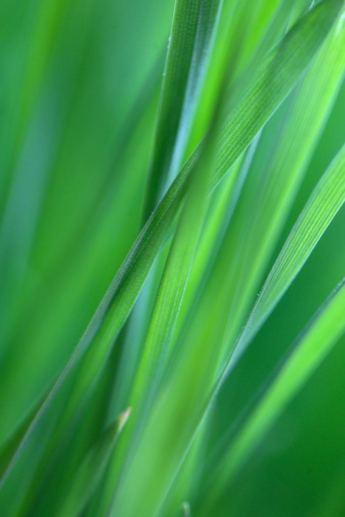 TAJEMSTVÍ TRÁVY – SVOU SLÁVU SKRÝVÁ POD POKORNÝM ASPEKTEM – Jájsem.com